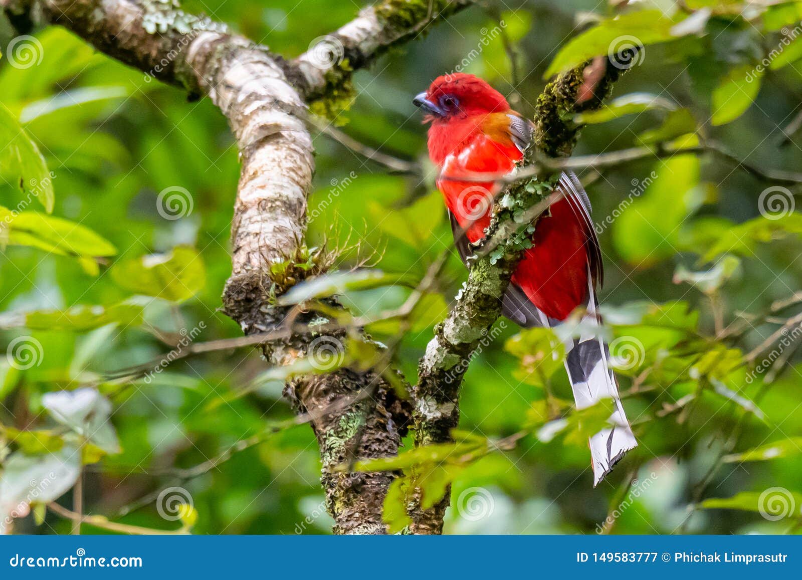 Brightful Red Red-headed Trogon Perching on a Perch in a Jungle Stock ...