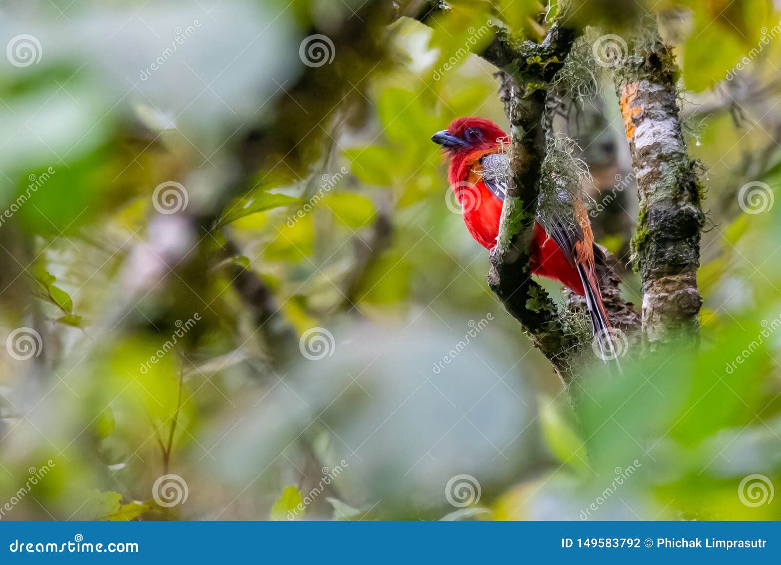Brightful Red Red-headed Trogon Perching on a Perch in a Jungle Stock ...