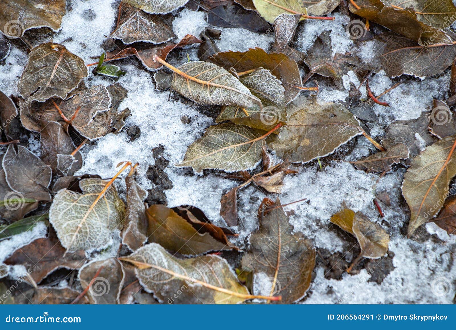 Brightly Colored Autumn Leaves with Dusting of Frost Stock Image ...