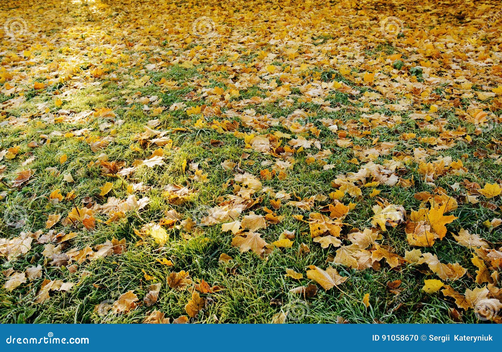 Brightly Colored Autumn Leaves with Dusting of Frost Stock Photo ...