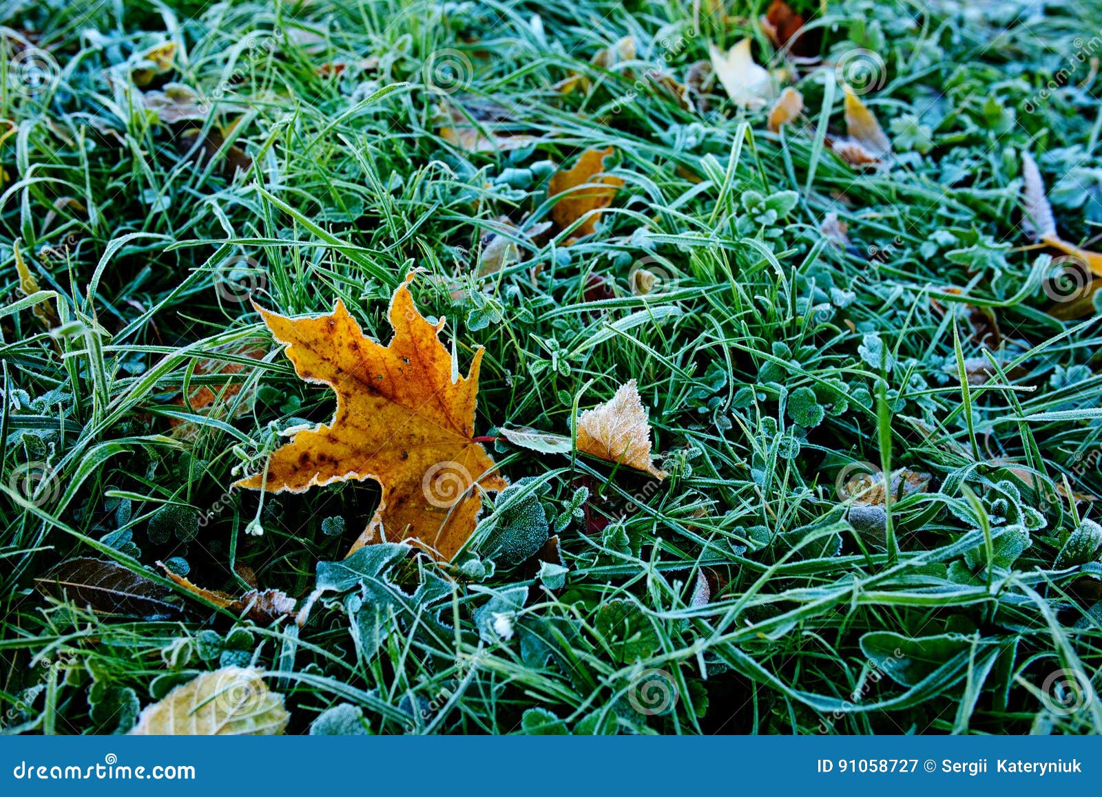 Brightly Colored Autumn Leaves with Dusting of Frost Stock Image ...