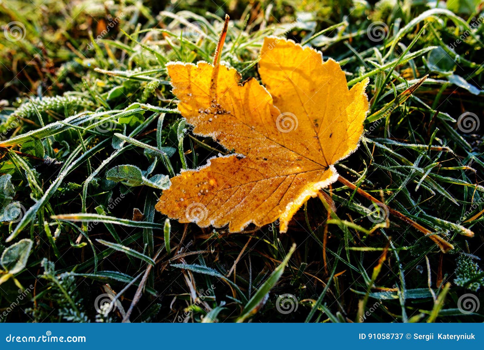 Brightly Colored Autumn Leaves with Dusting of Frost Stock Image ...