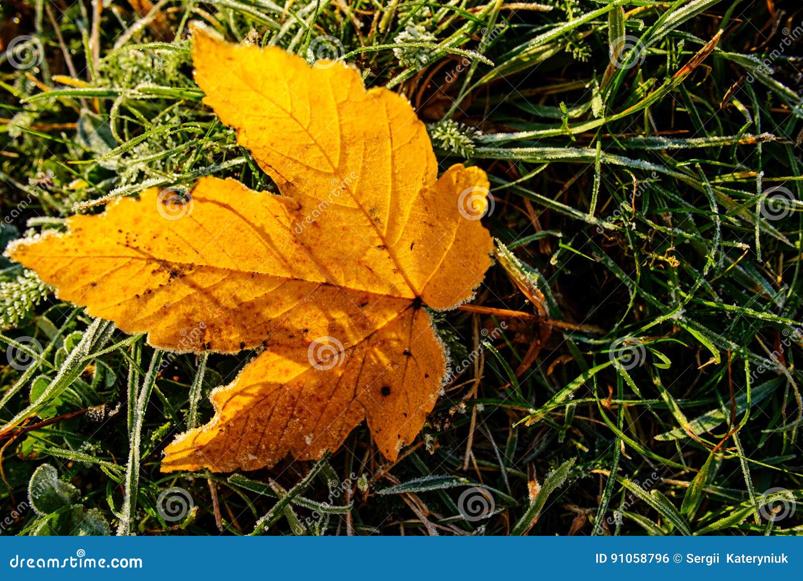 Brightly Colored Autumn Leaves with Dusting of Frost Stock Photo ...