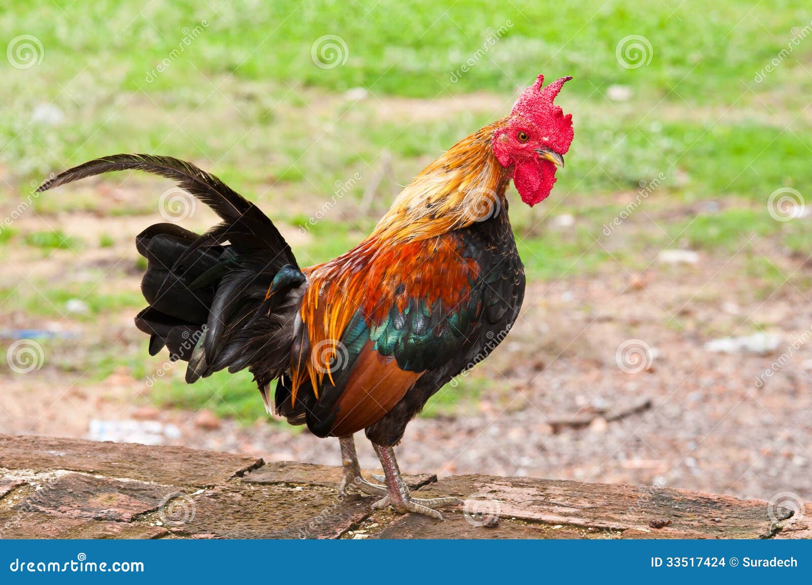 A brightly colored bantam stock photo. Image of meadow - 33517424