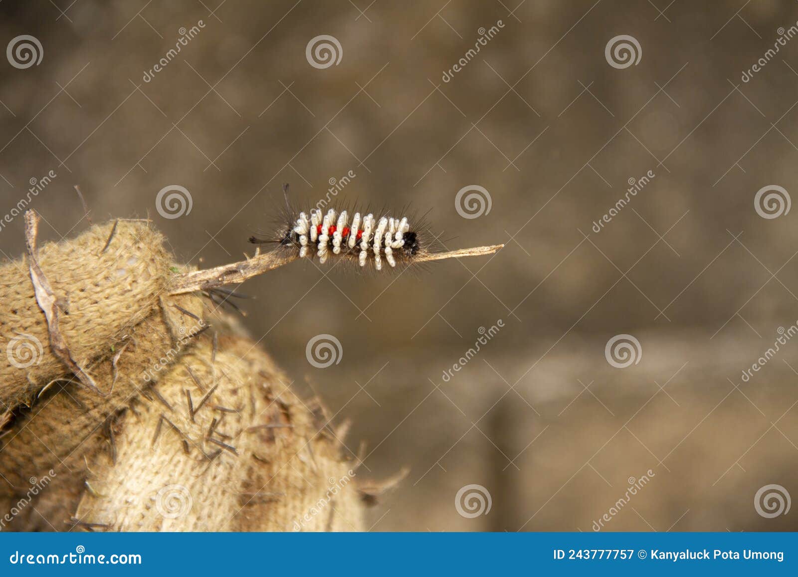 A Brightly Colored Caterpillar Stock Image - Image of brightly ...
