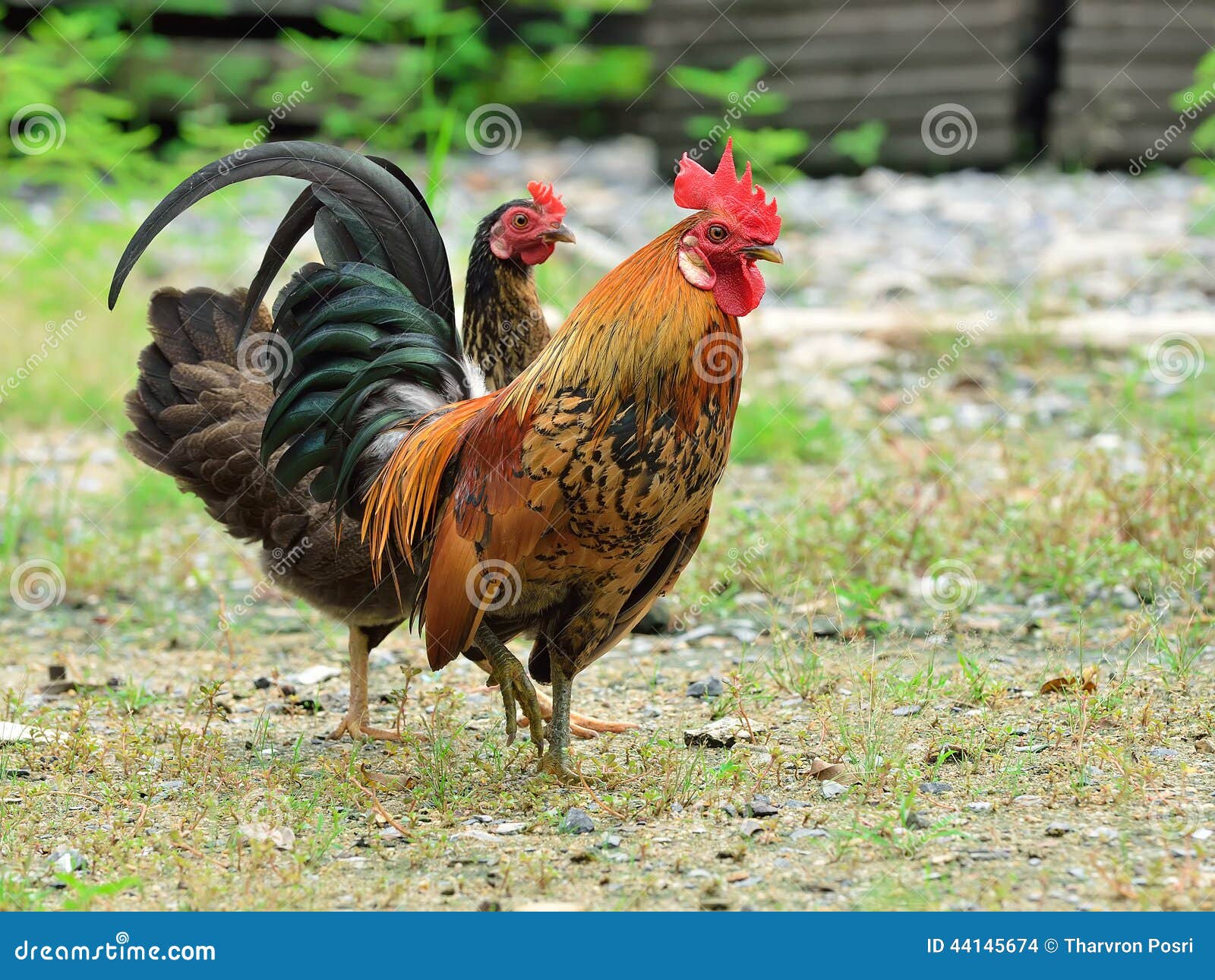 A Brightly Colored Cockerel in a Field in Springtime Stock Photo ...