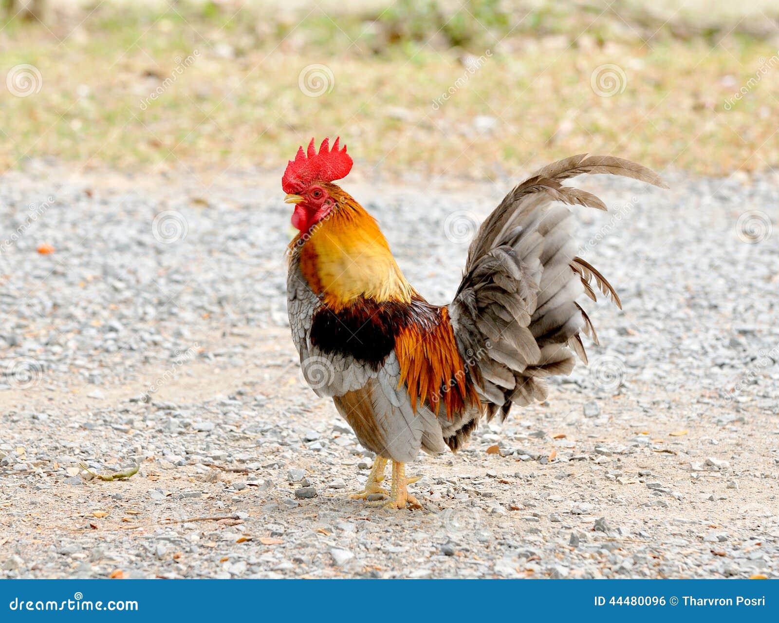 A Brightly Colored Cockerel in a Field in Springtime Stock Photo ...