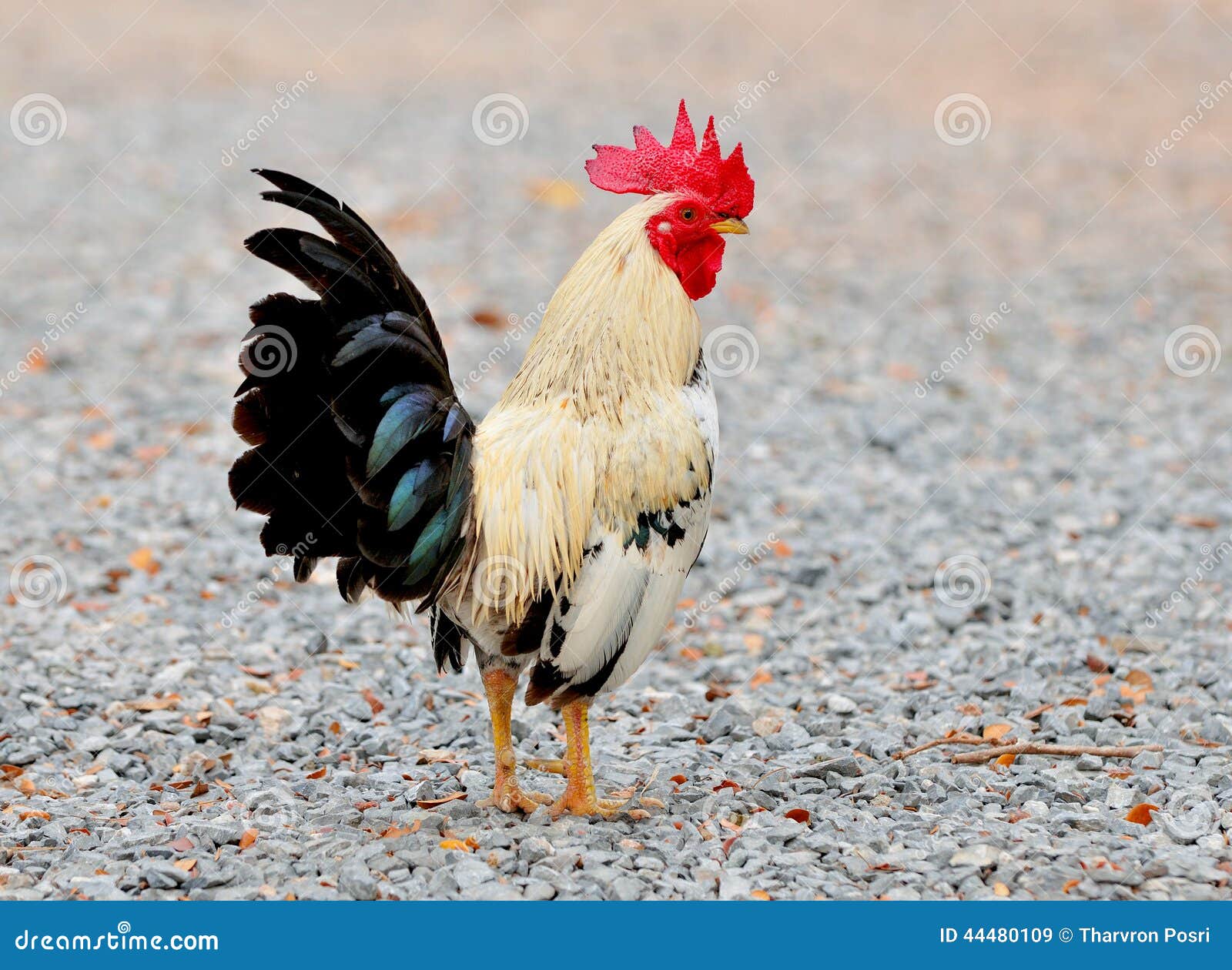 A Brightly Colored Cockerel in a Springtime Stock Image - Image of meat ...