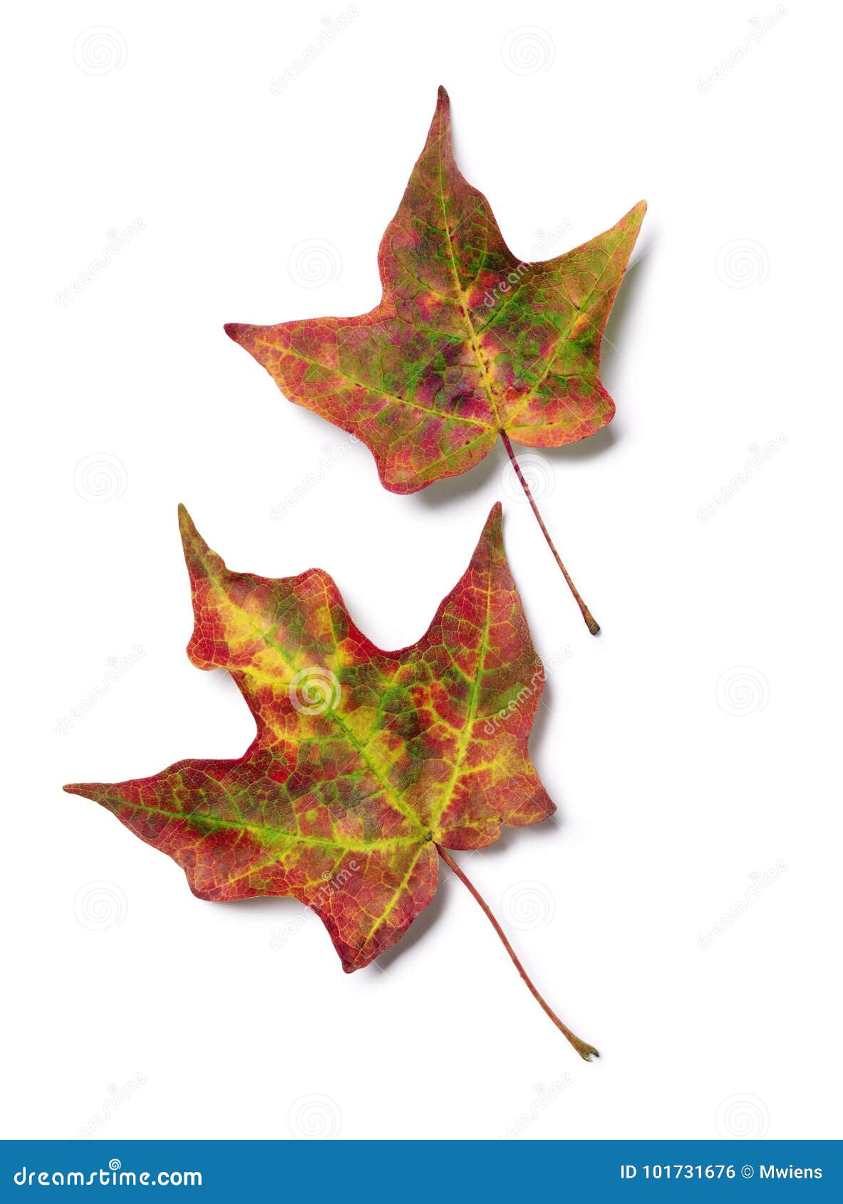 Brightly Colored Fall Maple Tree Leaves Stock Photo - Image of orange ...