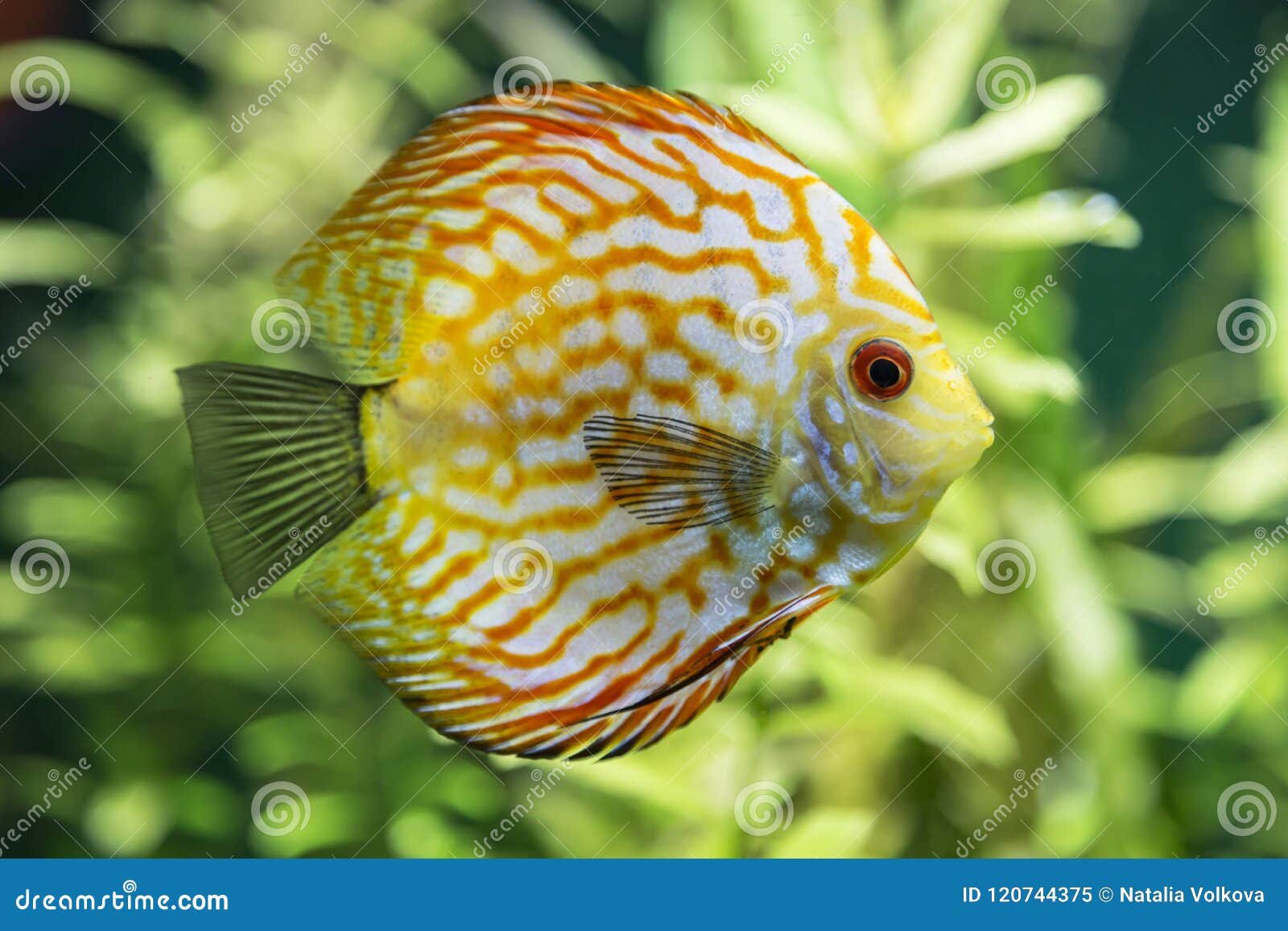 Brightly Colored Fish Discus Symphysodon Stock Image - Image of closeup ...