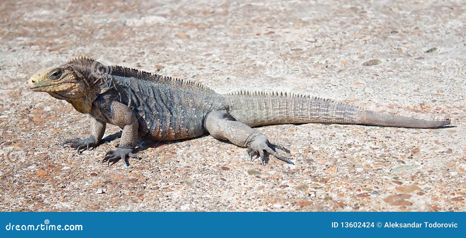 Brightly colored Iguana stock photo. Image of orange - 13602424