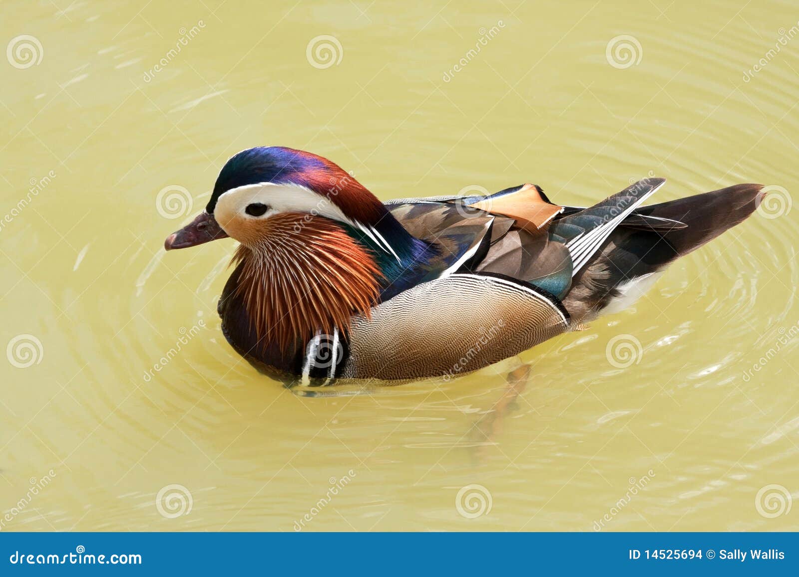 Brightly Colored Mandarin Duck Stock Photo - Image of colors, water ...