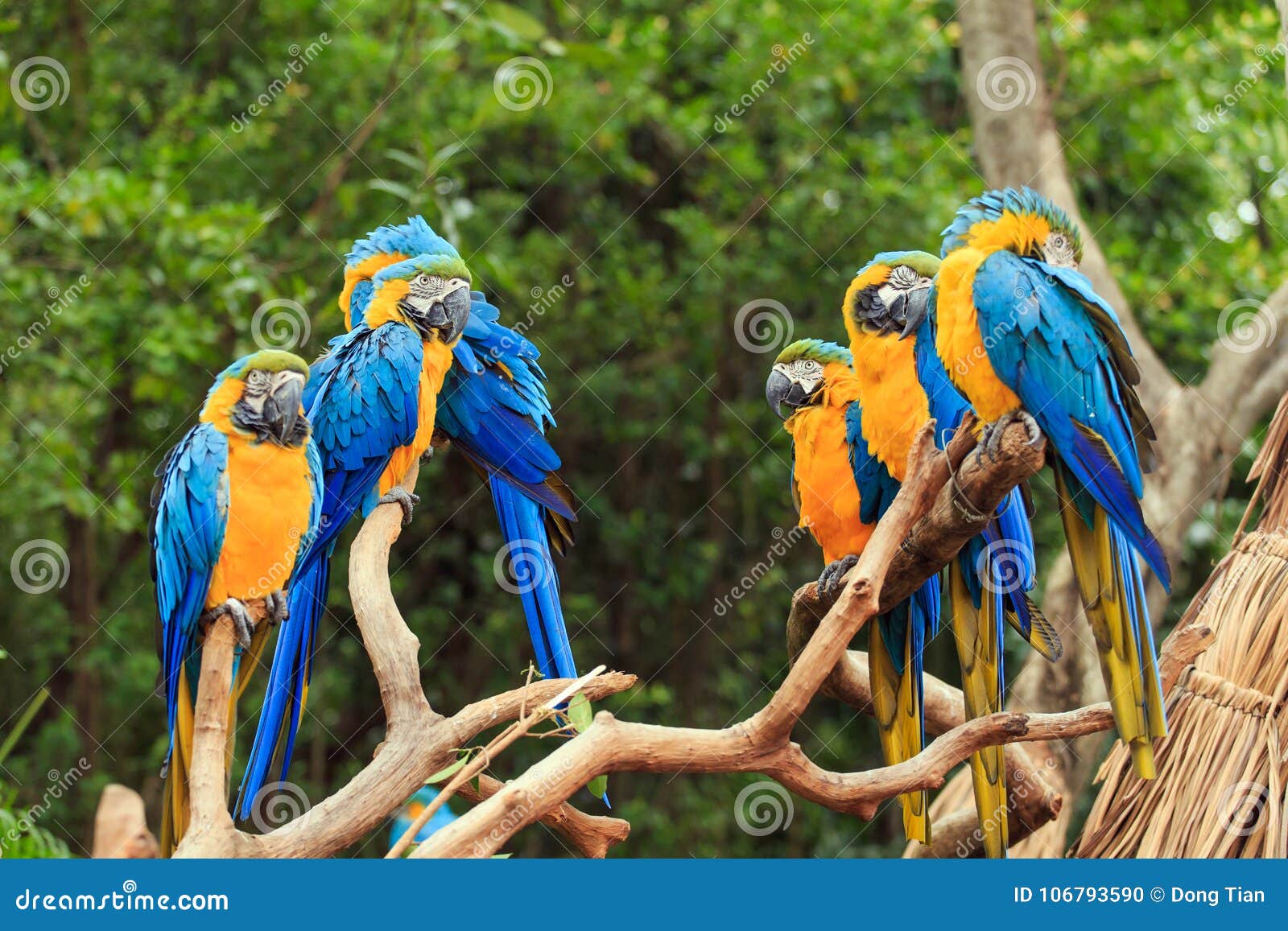 The Brightly Colored Parrot Stock Photo - Image of birds, forests ...