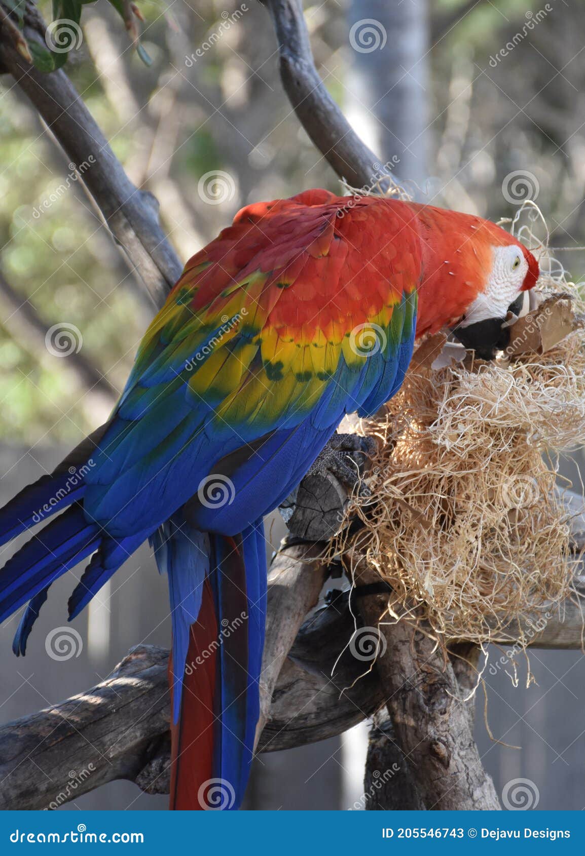Brightly Colored Parrot on a Tree Perch Stock Image - Image of perch ...