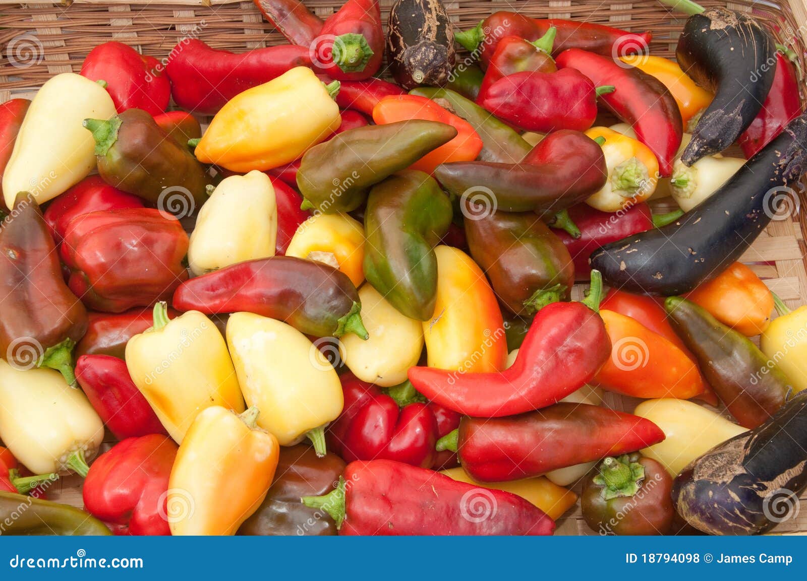 Brightly colored peppers stock photo. Image of farmer - 18794098