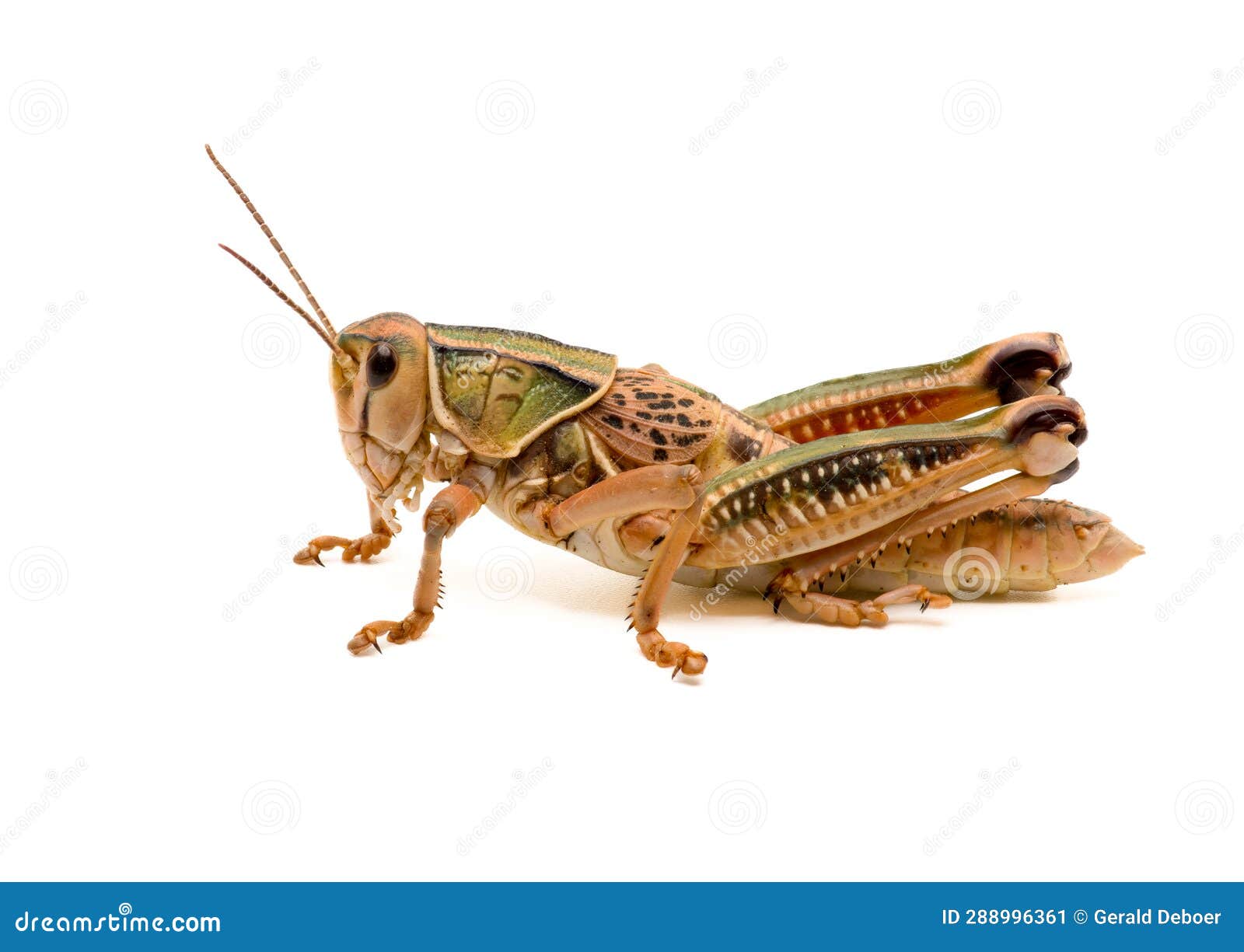 Plains Lubber Grasshopper stock image. Image of closeup - 288996361