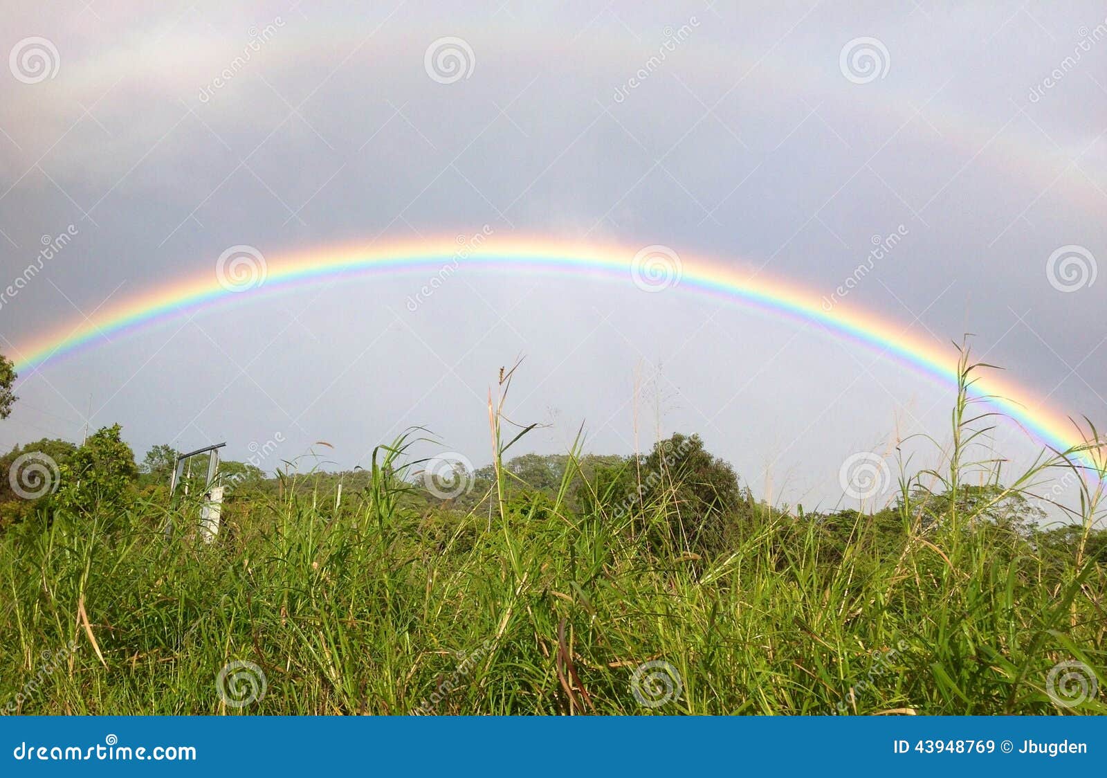 Brightly Colored Rainbow Stretching Over Green Trees Stock Image ...