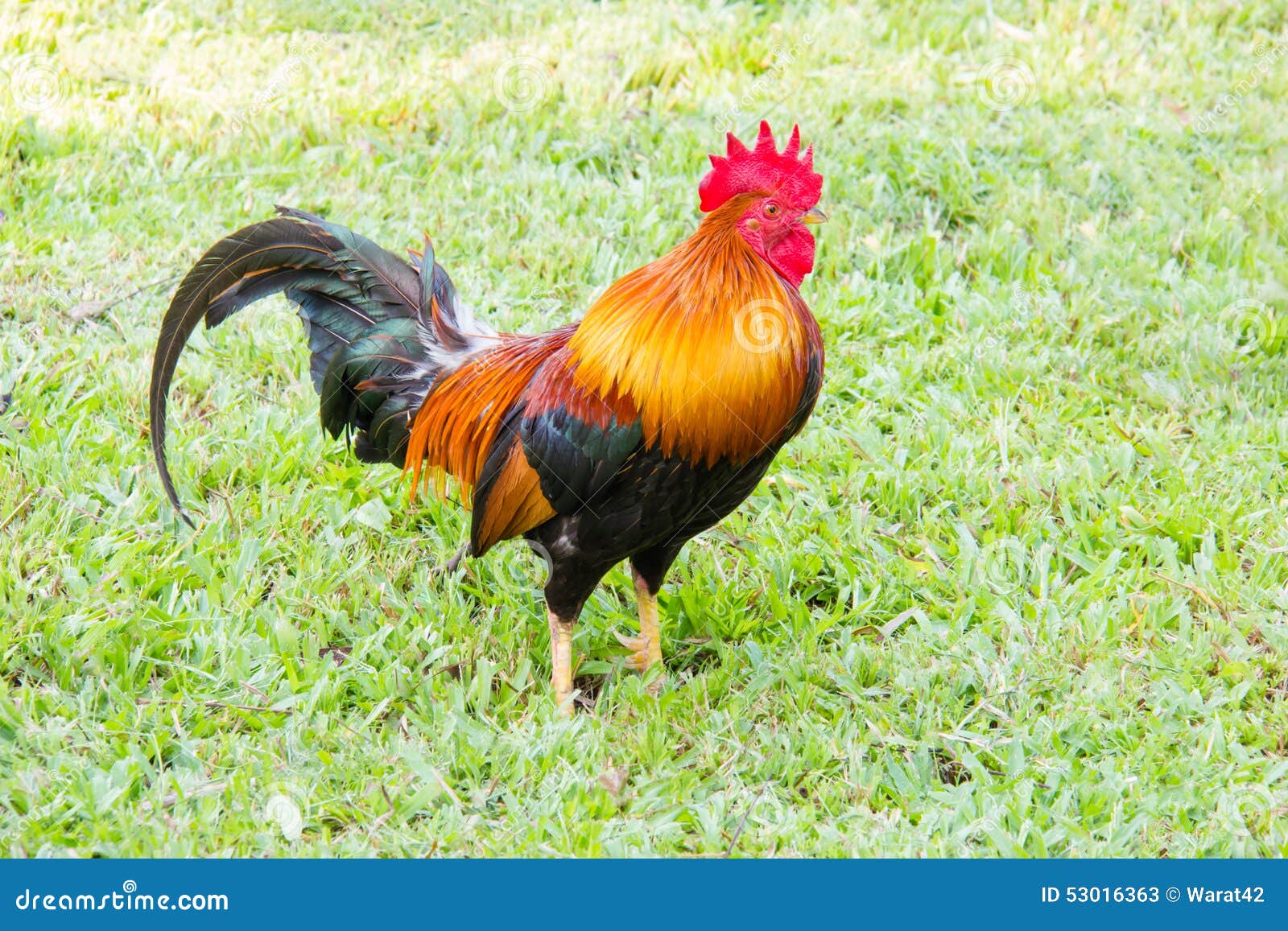 Brightly Colored Rooster in Field Grass Stock Image - Image of animal ...
