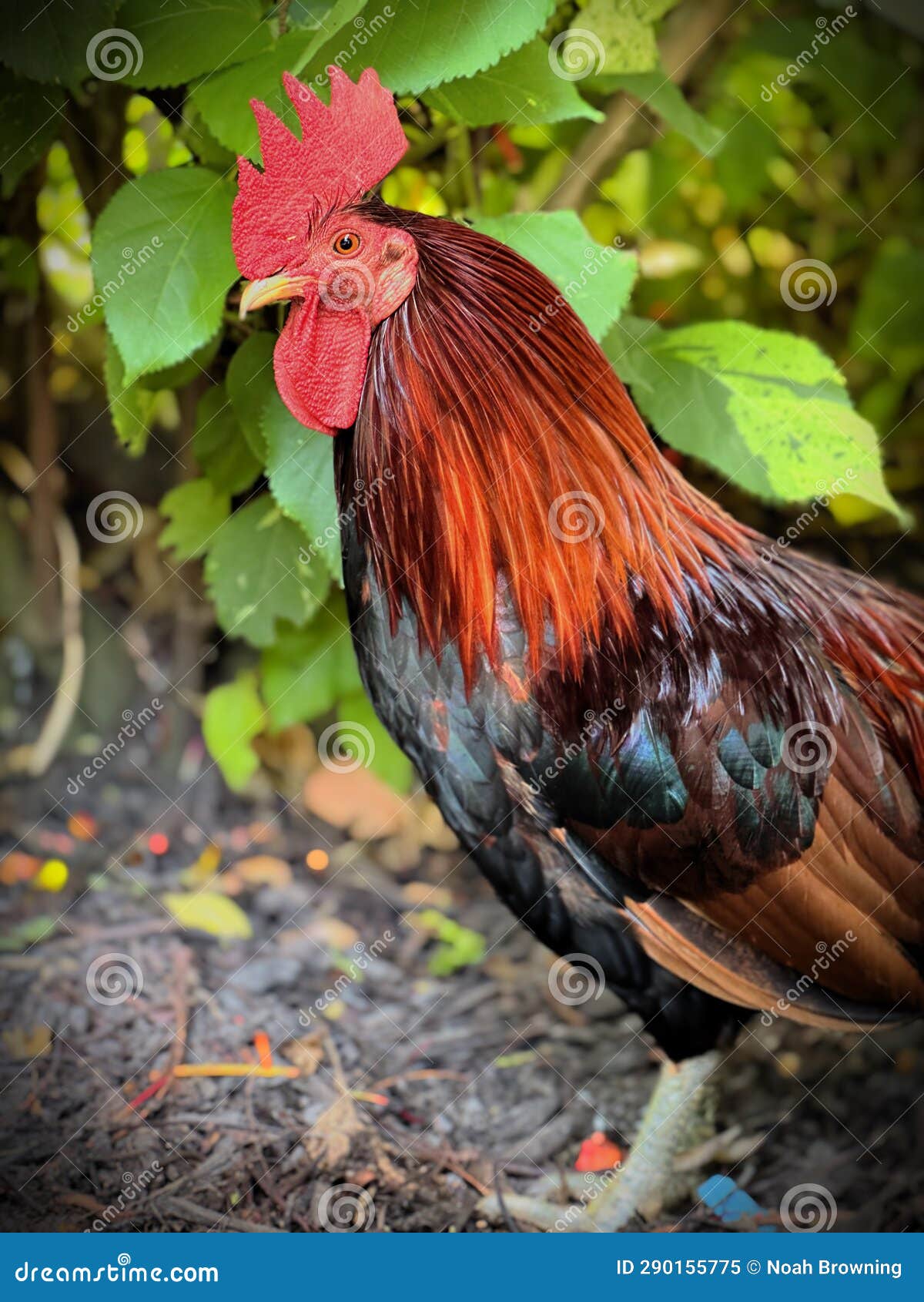 Rooster stock image. Image of wild, front, florida, colored - 290155775