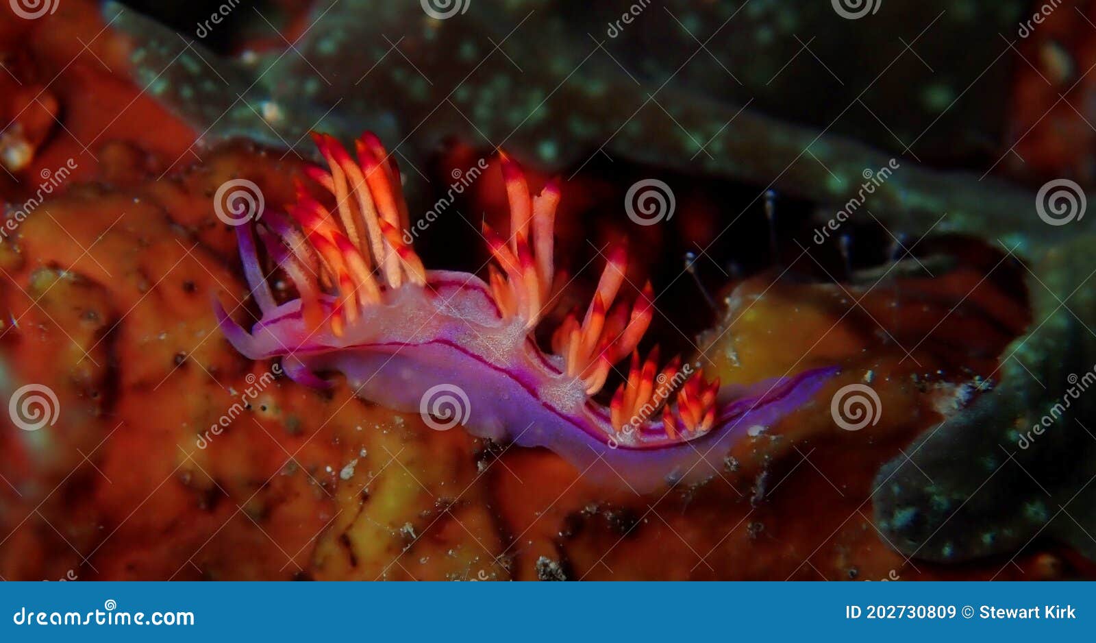 Colourful sea slug stock image. Image of blue, black - 202730809