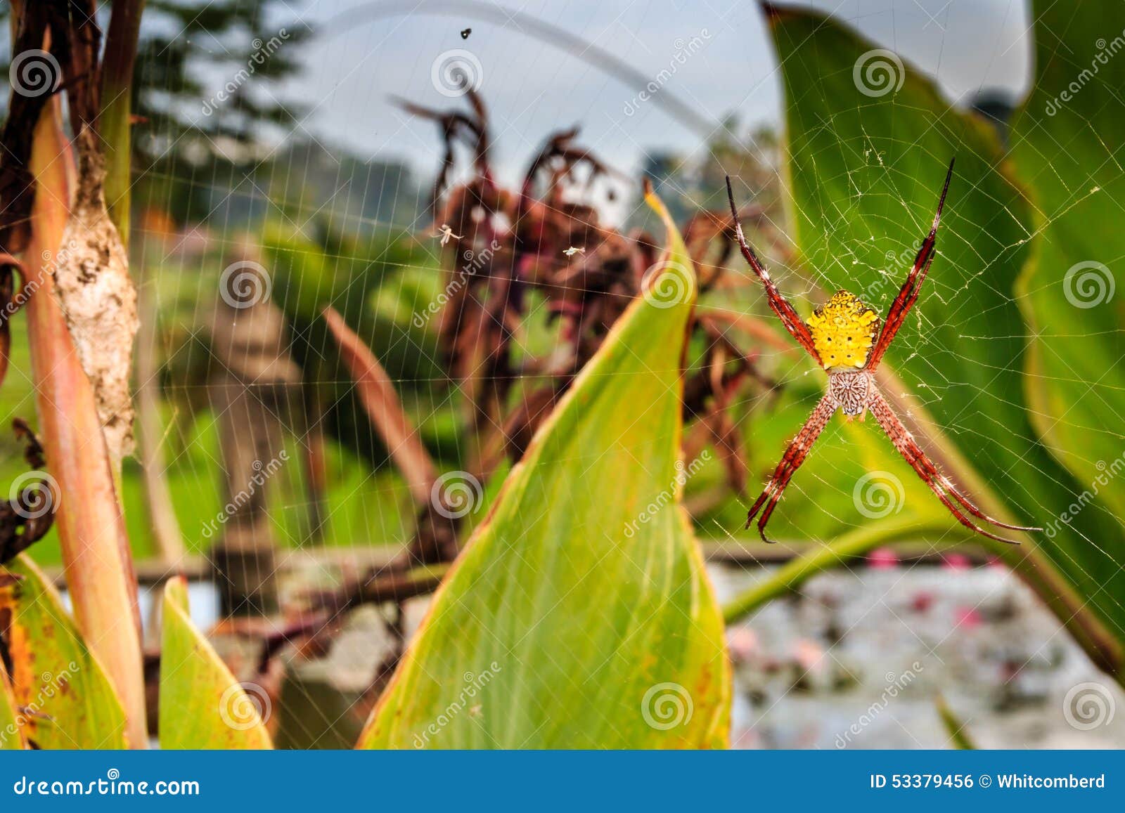Brightly colored spider stock photo. Image of large, close - 53379456