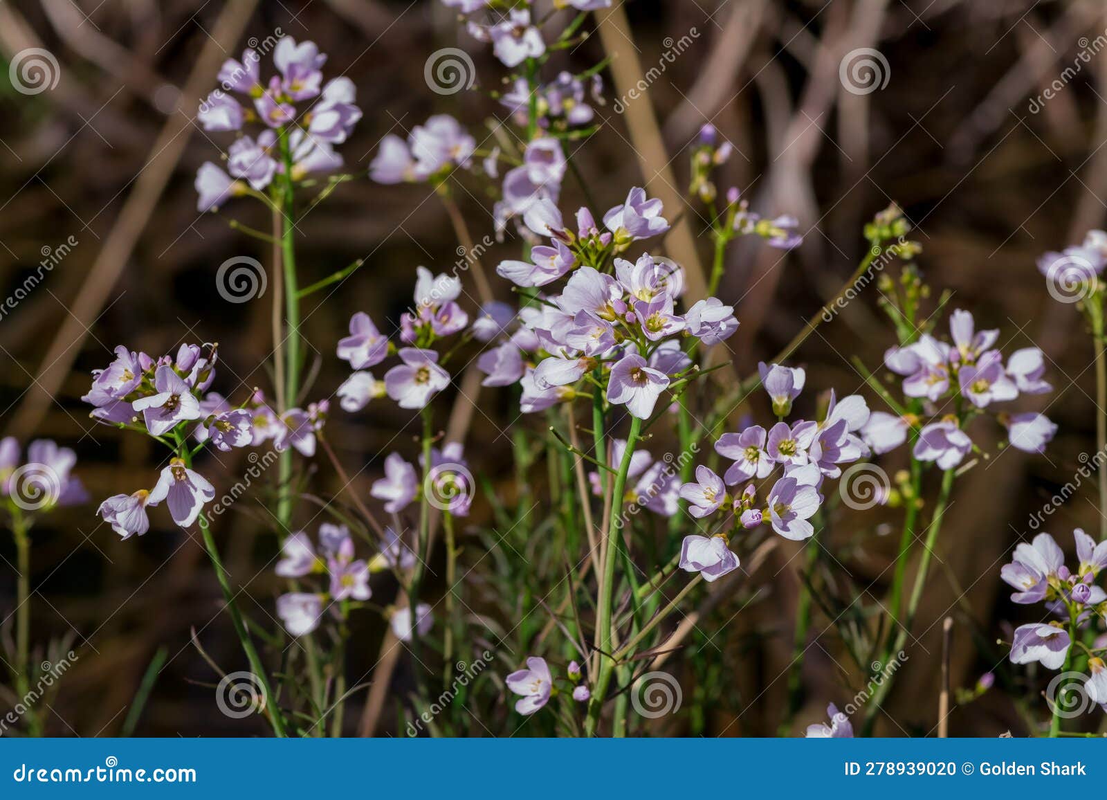 The Brightly Colored Spring Flowers of Erysimum Cheiri Cheiranthus ...