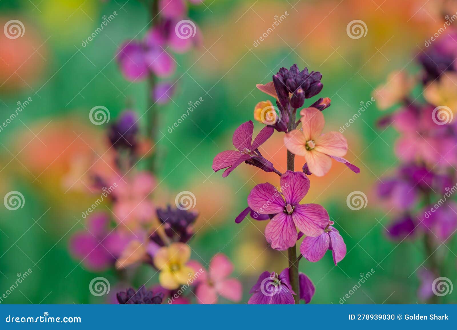 The Brightly Colored Spring Flowers of Erysimum Cheiri Cheiranthus ...