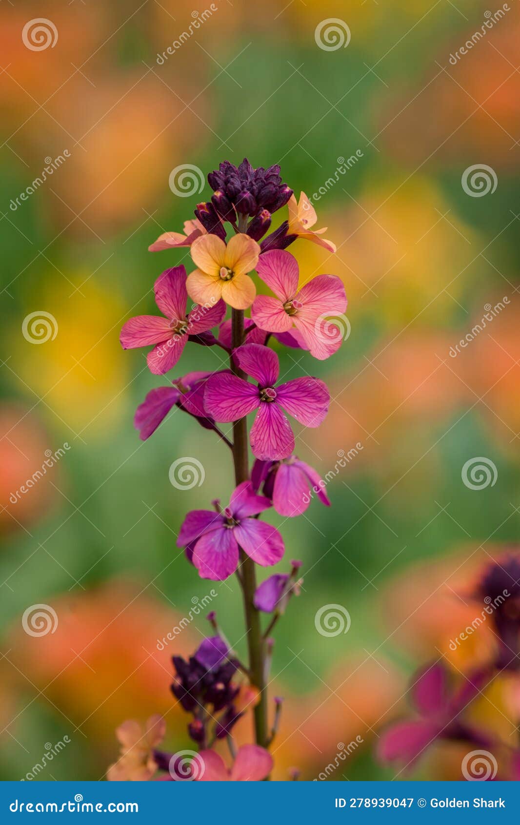 The Brightly Colored Spring Flowers of Erysimum Cheiri Cheiranthus ...