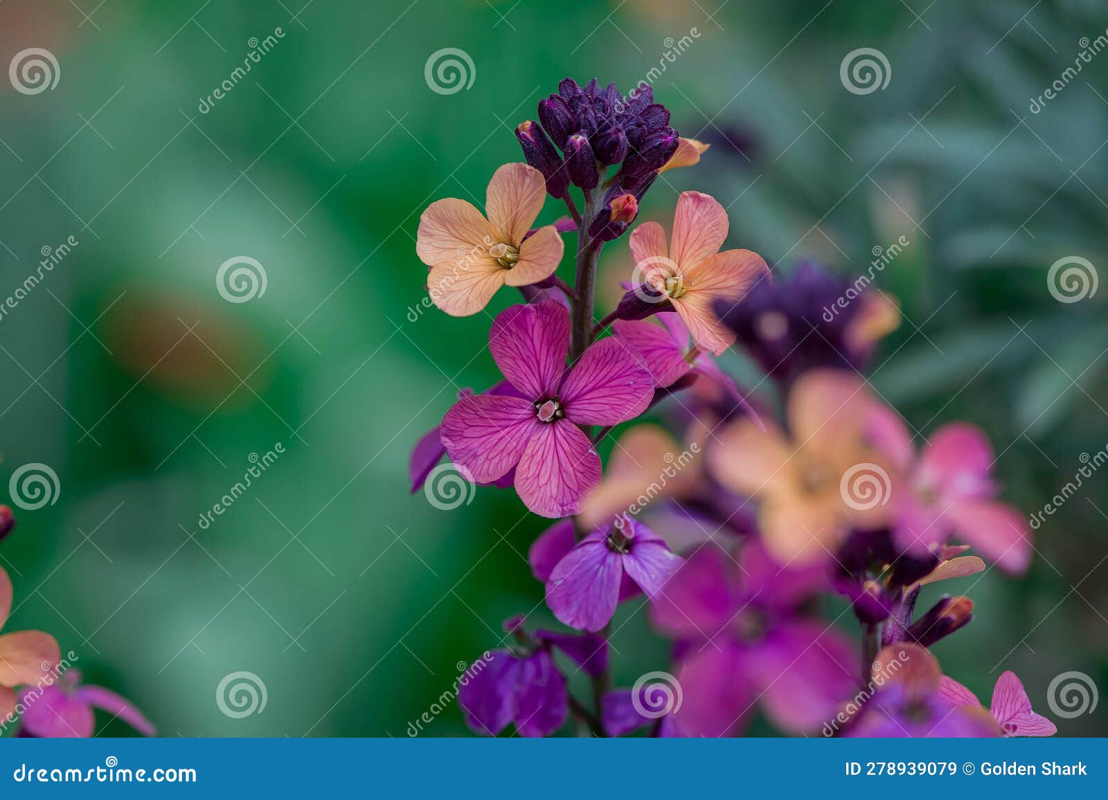 The Brightly Colored Spring Flowers of Erysimum Cheiri Cheiranthus ...