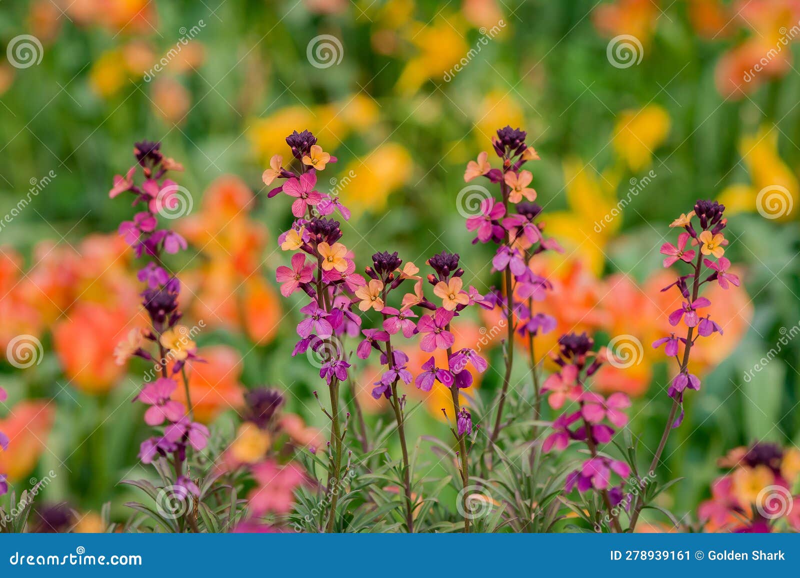 The Brightly Colored Spring Flowers of Erysimum Cheiri Cheiranthus ...
