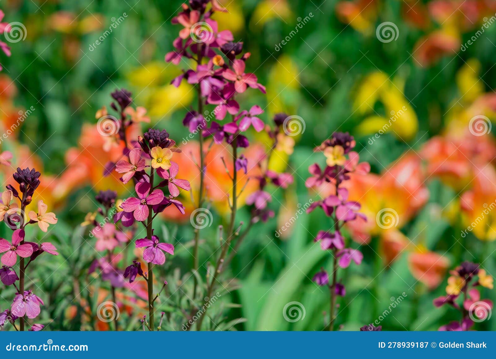 The Brightly Colored Spring Flowers of Erysimum Cheiri Cheiranthus ...