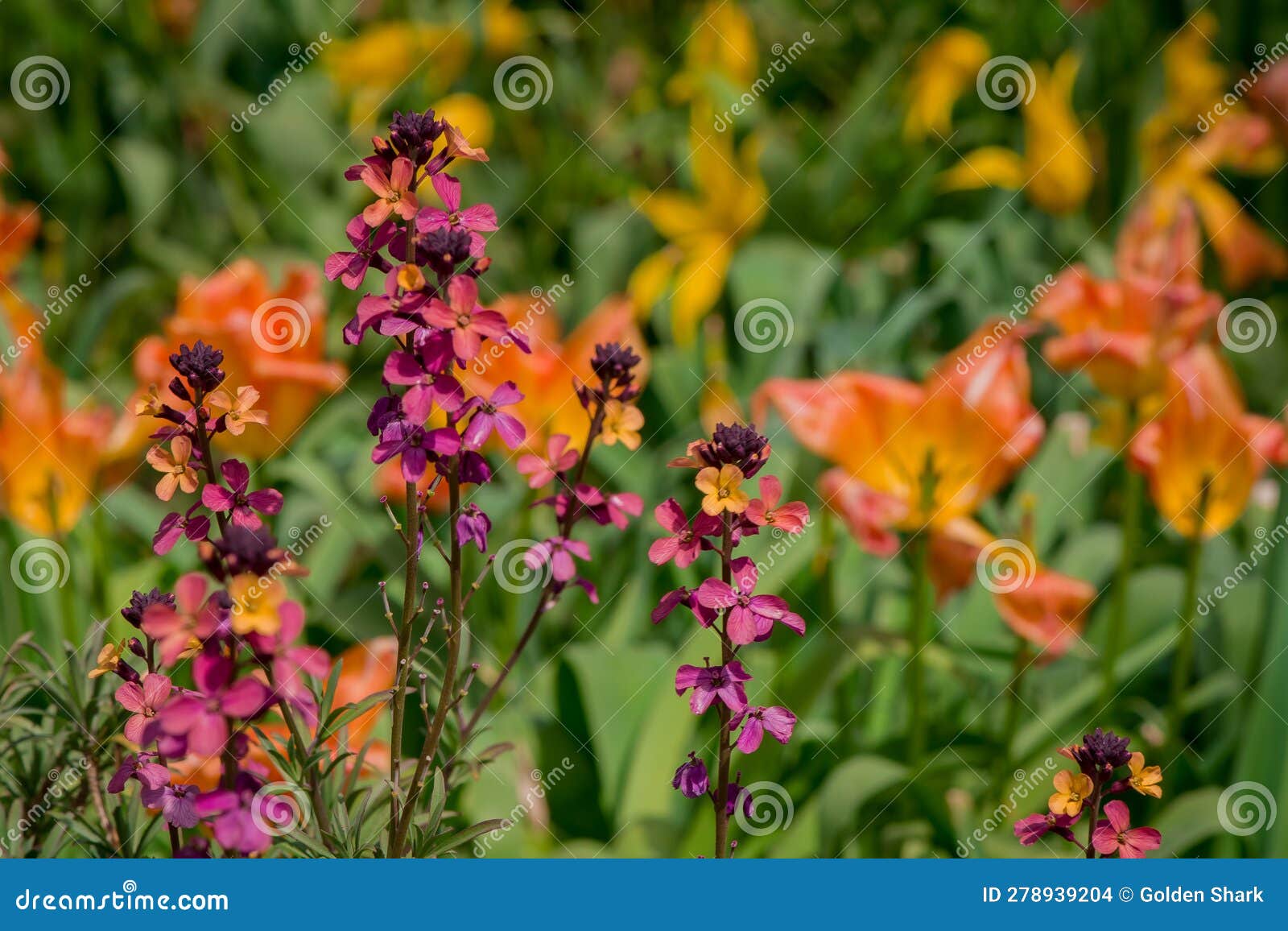 The Brightly Colored Spring Flowers of Erysimum Cheiri Cheiranthus ...