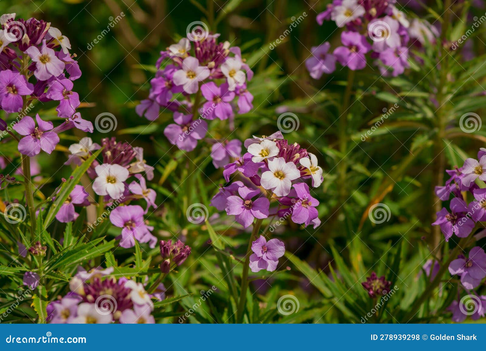 The Brightly Colored Spring Flowers of Erysimum Cheiri Cheiranthus ...