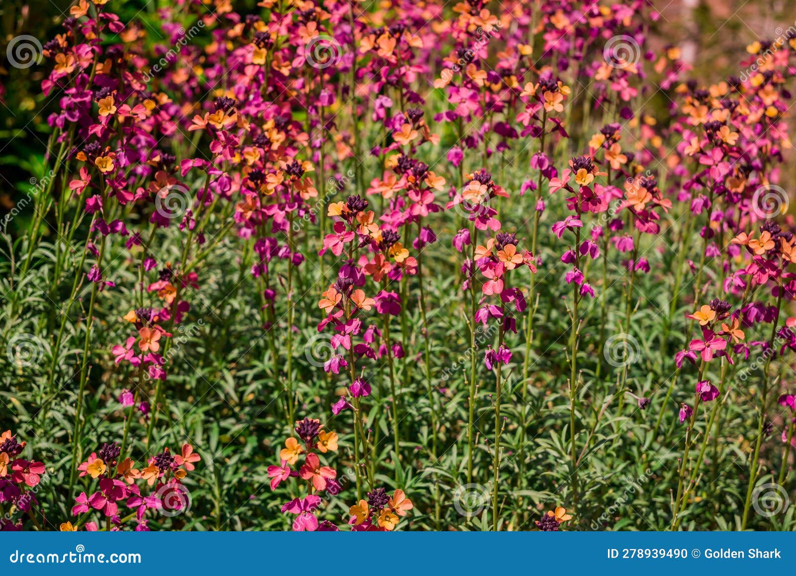 The Brightly Colored Spring Flowers of Erysimum Cheiri Cheiranthus ...