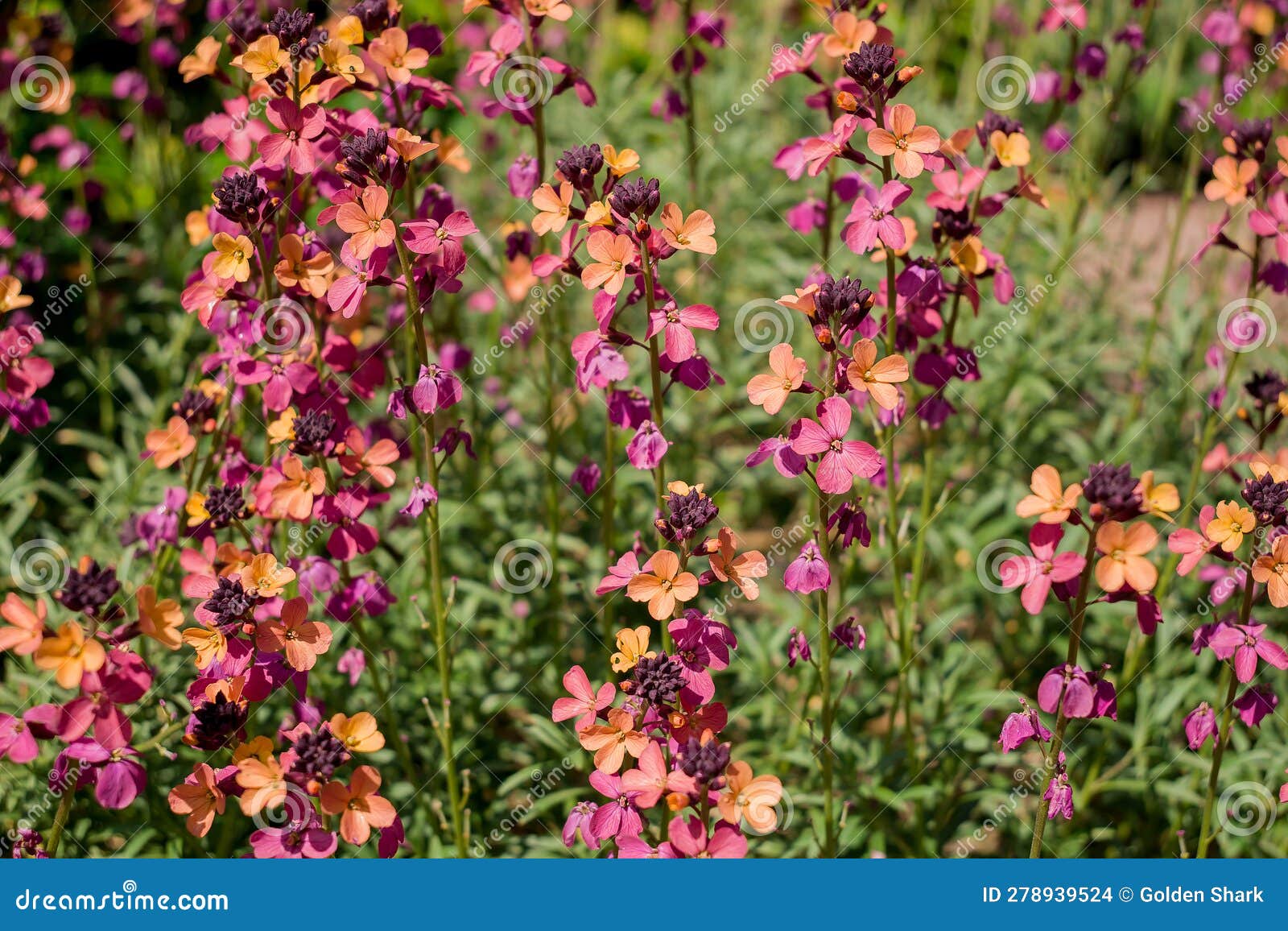 The Brightly Colored Spring Flowers of Erysimum Cheiri Cheiranthus ...
