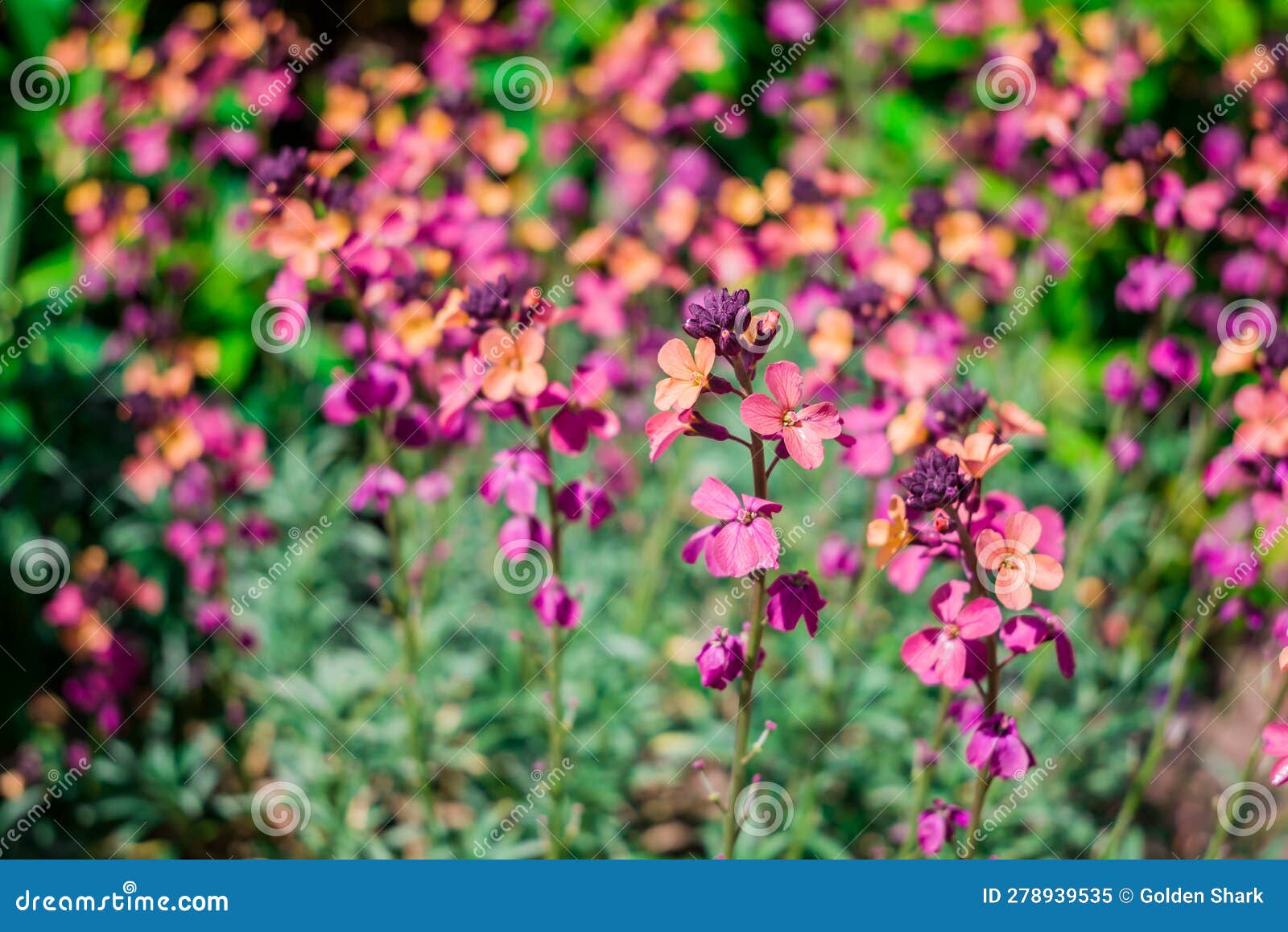 The Brightly Colored Spring Flowers of Erysimum Cheiri Cheiranthus ...