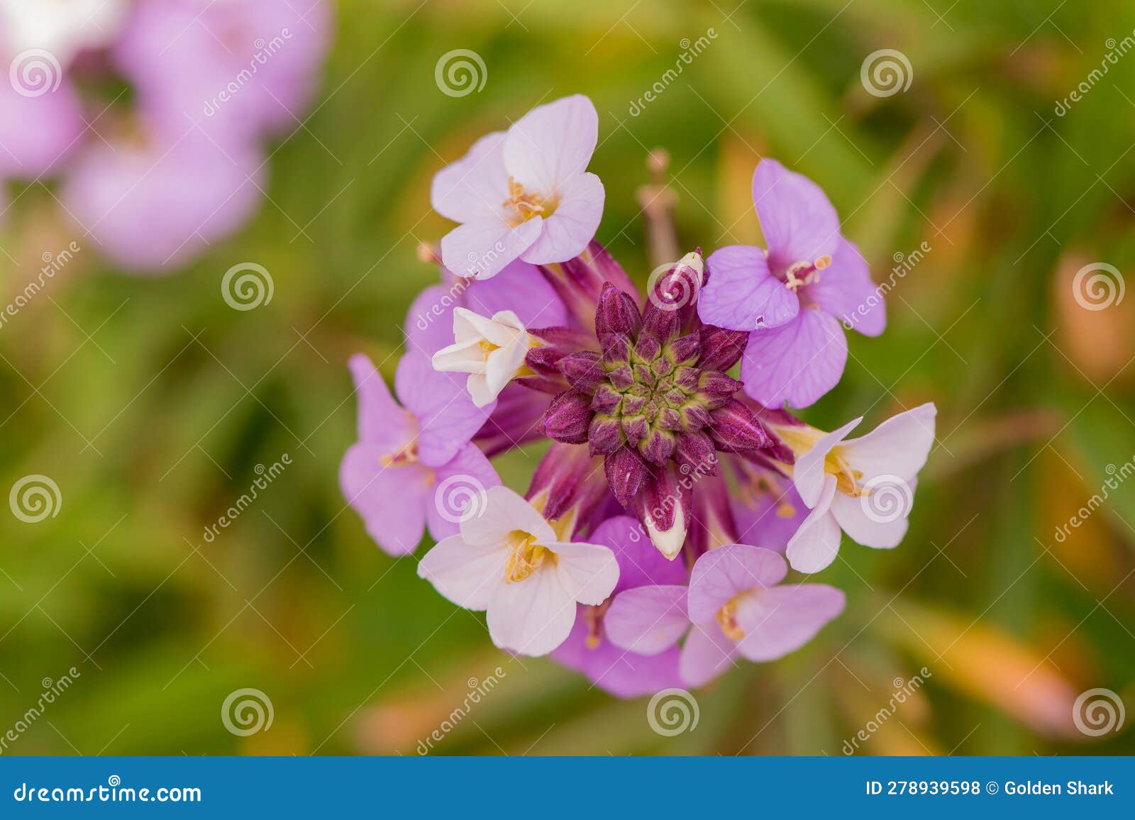 The Brightly Colored Spring Flowers of Erysimum Cheiri Cheiranthus ...