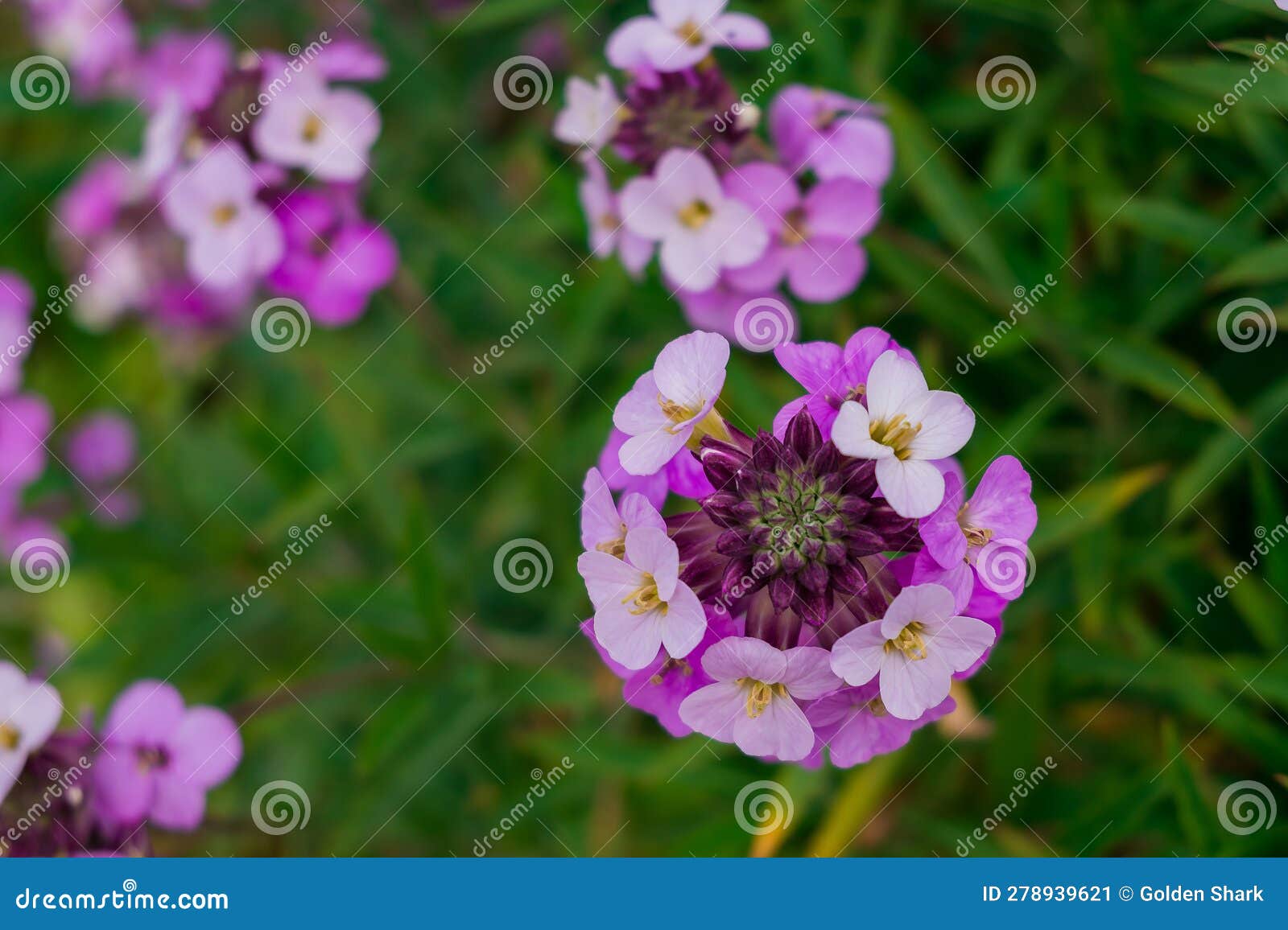 The Brightly Colored Spring Flowers of Erysimum Cheiri Cheiranthus ...