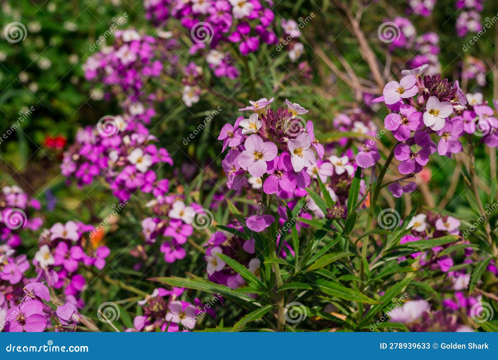 The Brightly Colored Spring Flowers of Erysimum Cheiri Cheiranthus ...