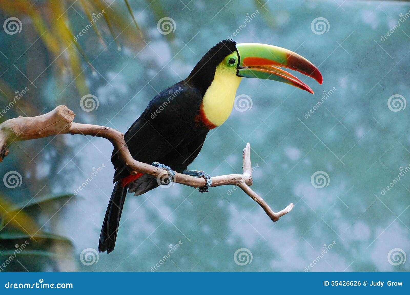 Brightly colored Toucan stock photo. Image of toucan - 55426626