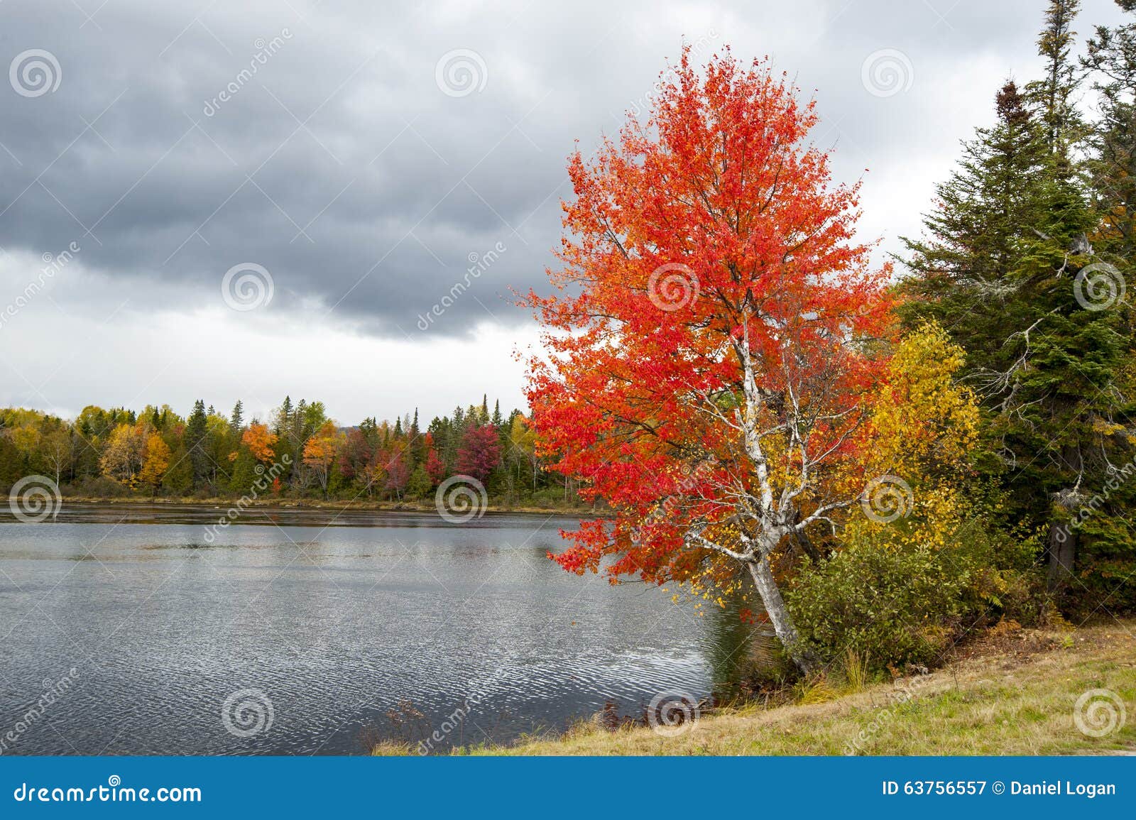 Brightly colored tree stock image. Image of hampshire - 63756557