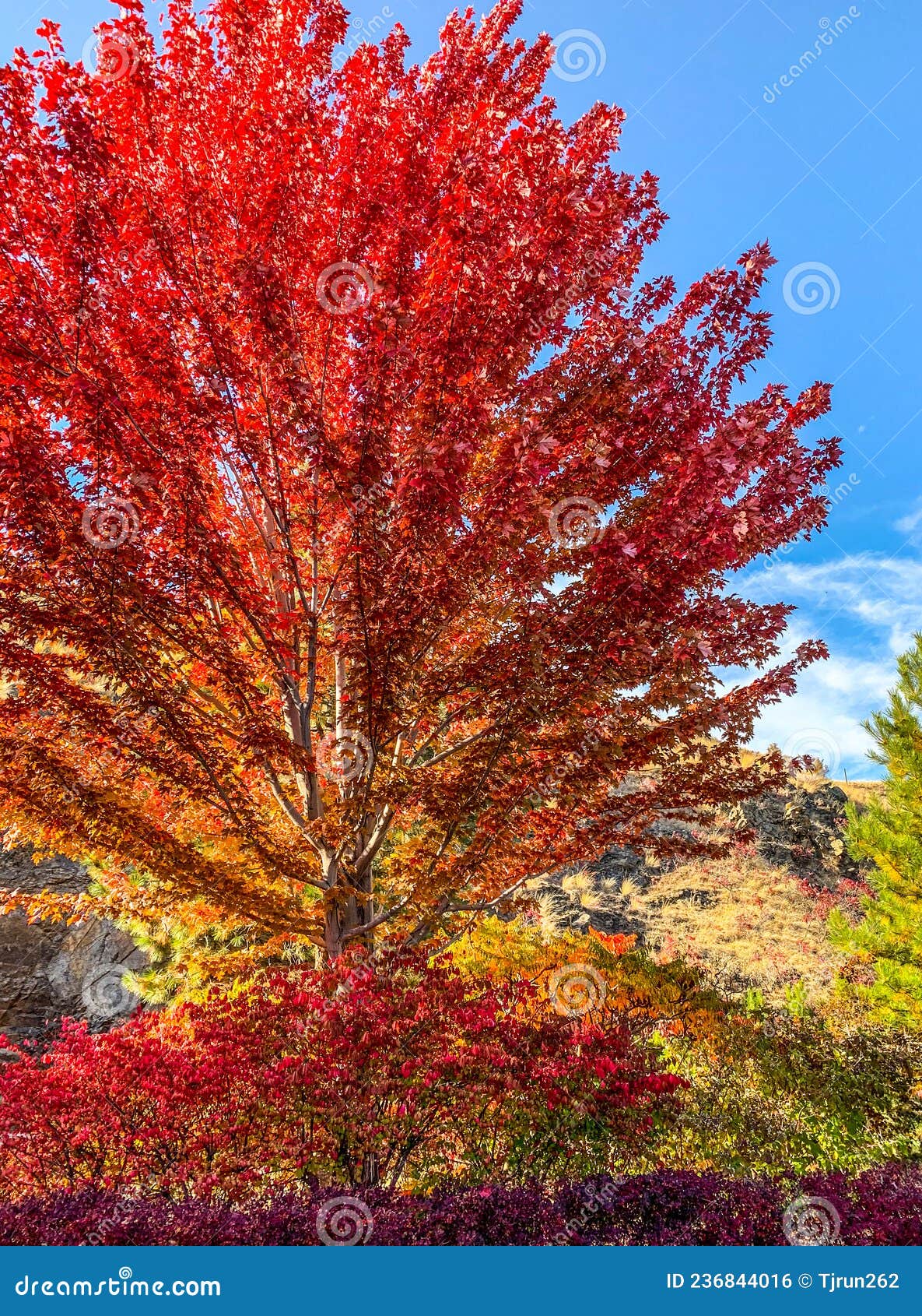 Bright Red Fall Leaves on a Tree Stock Photo - Image of season, autumn ...
