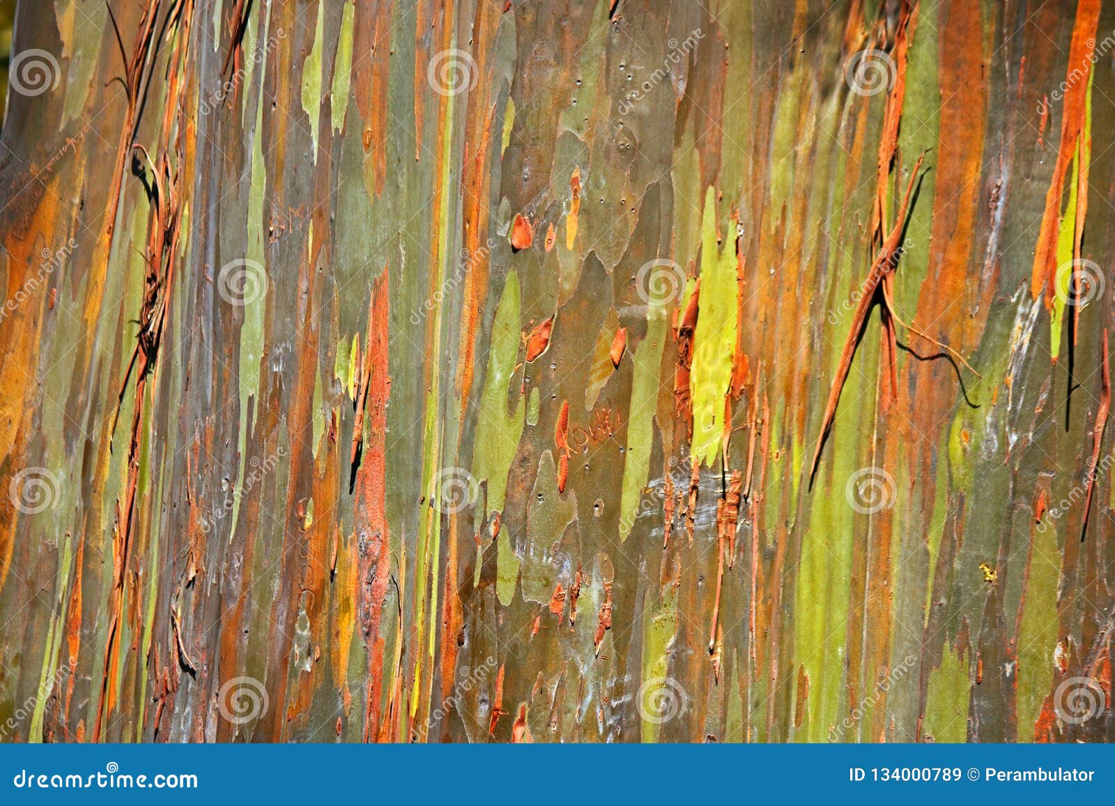 BRIGHTLY COLOURED LINES on the BARK and TRUNK of a TREE Stock Image ...