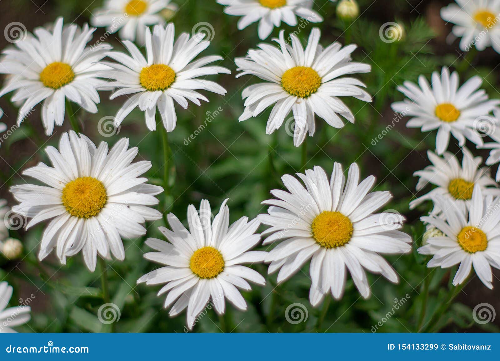 Brightly Daisy Flowers in a Sunny Garden Stock Image - Image of ...