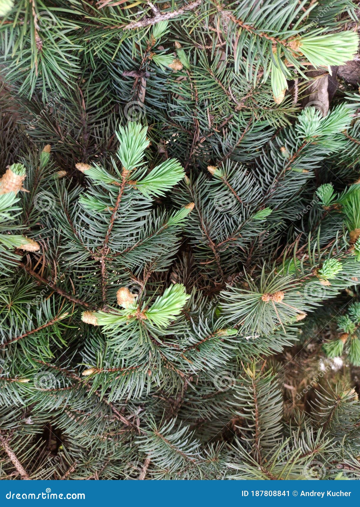 Brightly Green Prickly Branches of a Fur-tree or Pine Stock Image ...