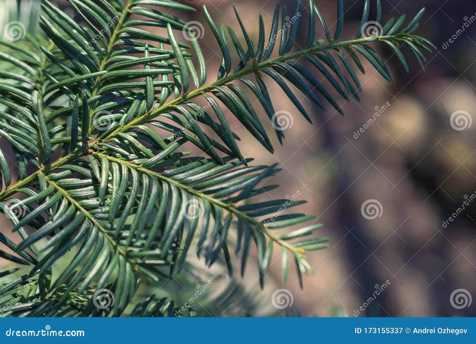 Brightly Green Prickly Branches of a Fur-tree or Pine Stock Image ...