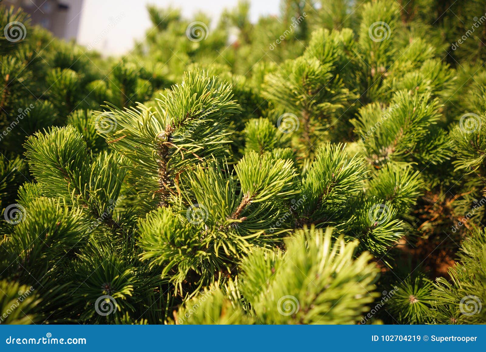 Brightly Green Prickly Branches of Pine Stock Image - Image of spruce ...