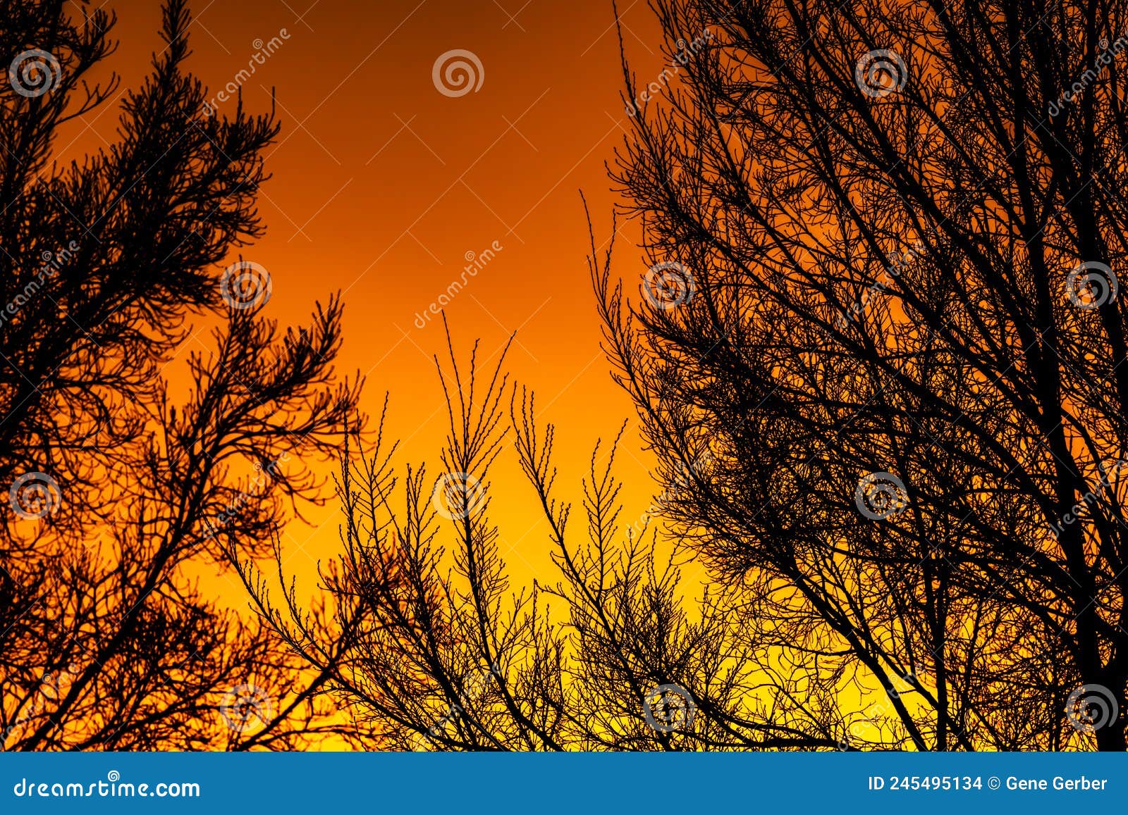 Brightly Lit Forest stock photo. Image of woods, needles - 245495134