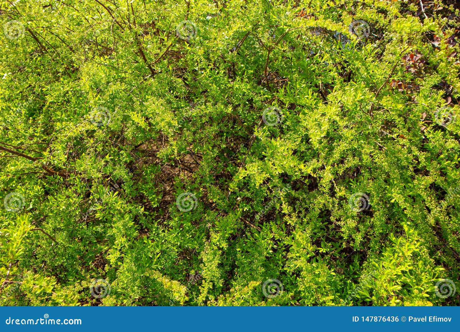 Brightly lit green bush stock photo. Image of bush, yellow - 147876436