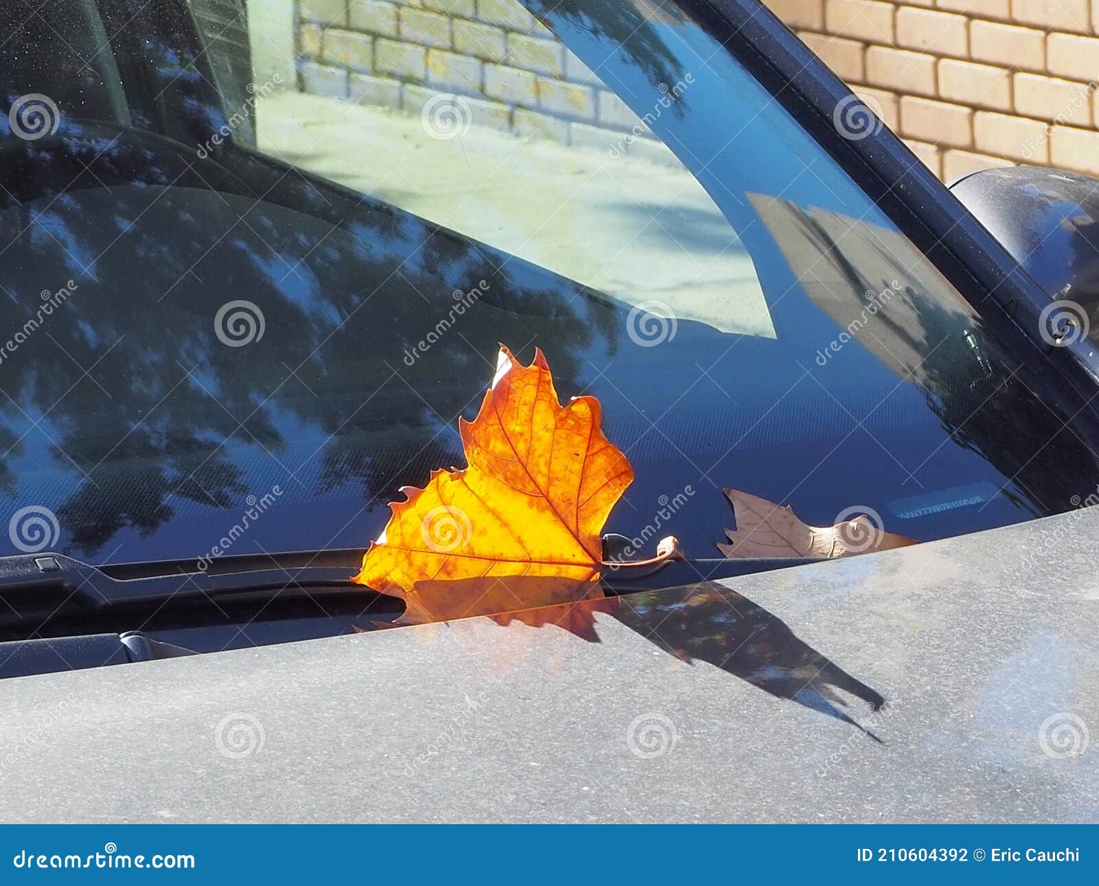 Brightly-lit Orange Leaf on Car Windshield Stock Photo - Image of ...